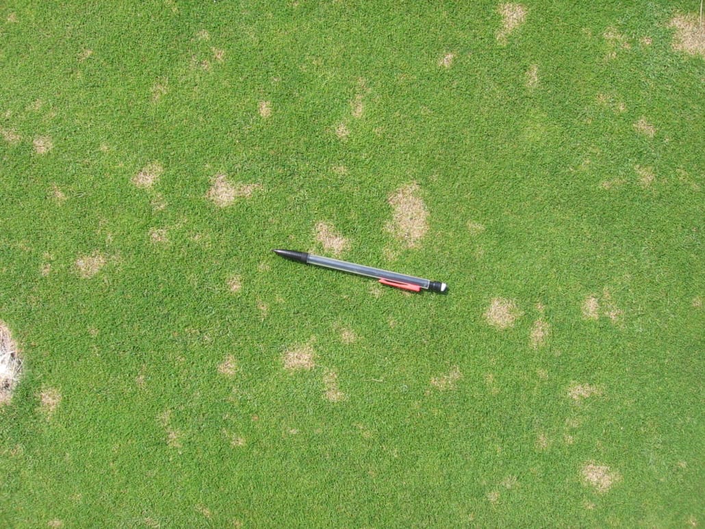 IPM - Integrated management of important turfgrass diseases and insect ...