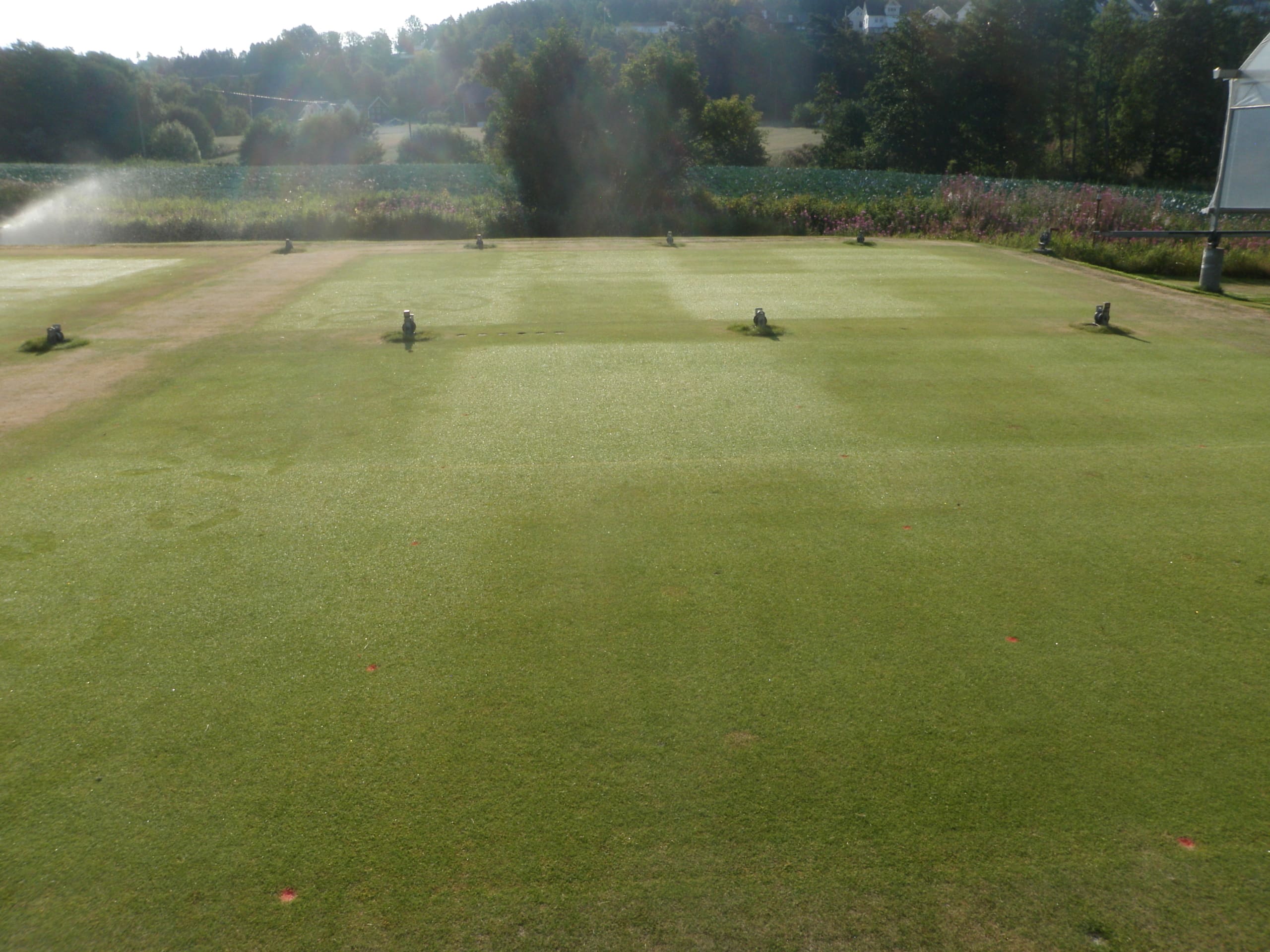 Turfgrass species & varieties - Stiftelsen för Forskning och Utveckling ...